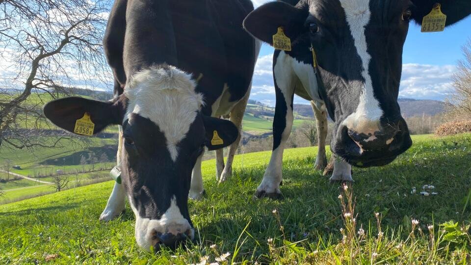 Digitales Wiesen- und Auslaufjournal